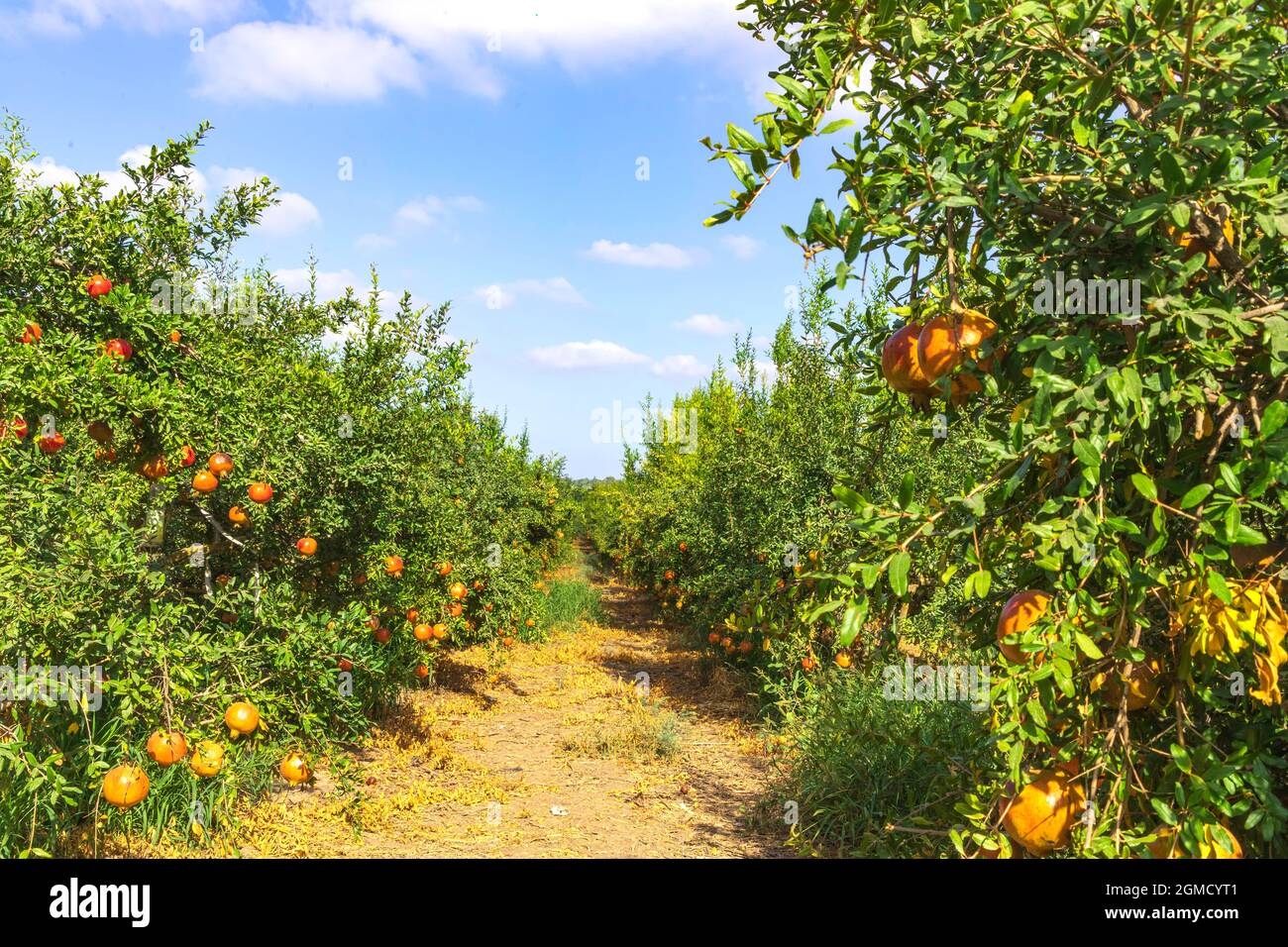 A pomegranate orchard with rows of trees with ripe fruits on the ...
