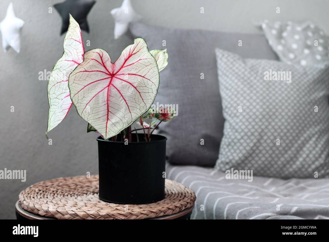 Caladium White Queen Stock Photo - Alamy