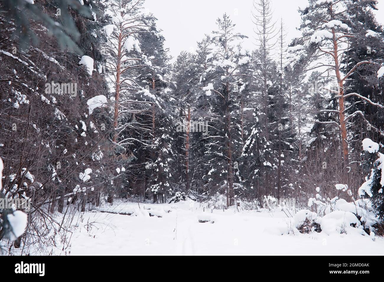 Winter forest landscape. Tall trees under snow cover. January frosty ...