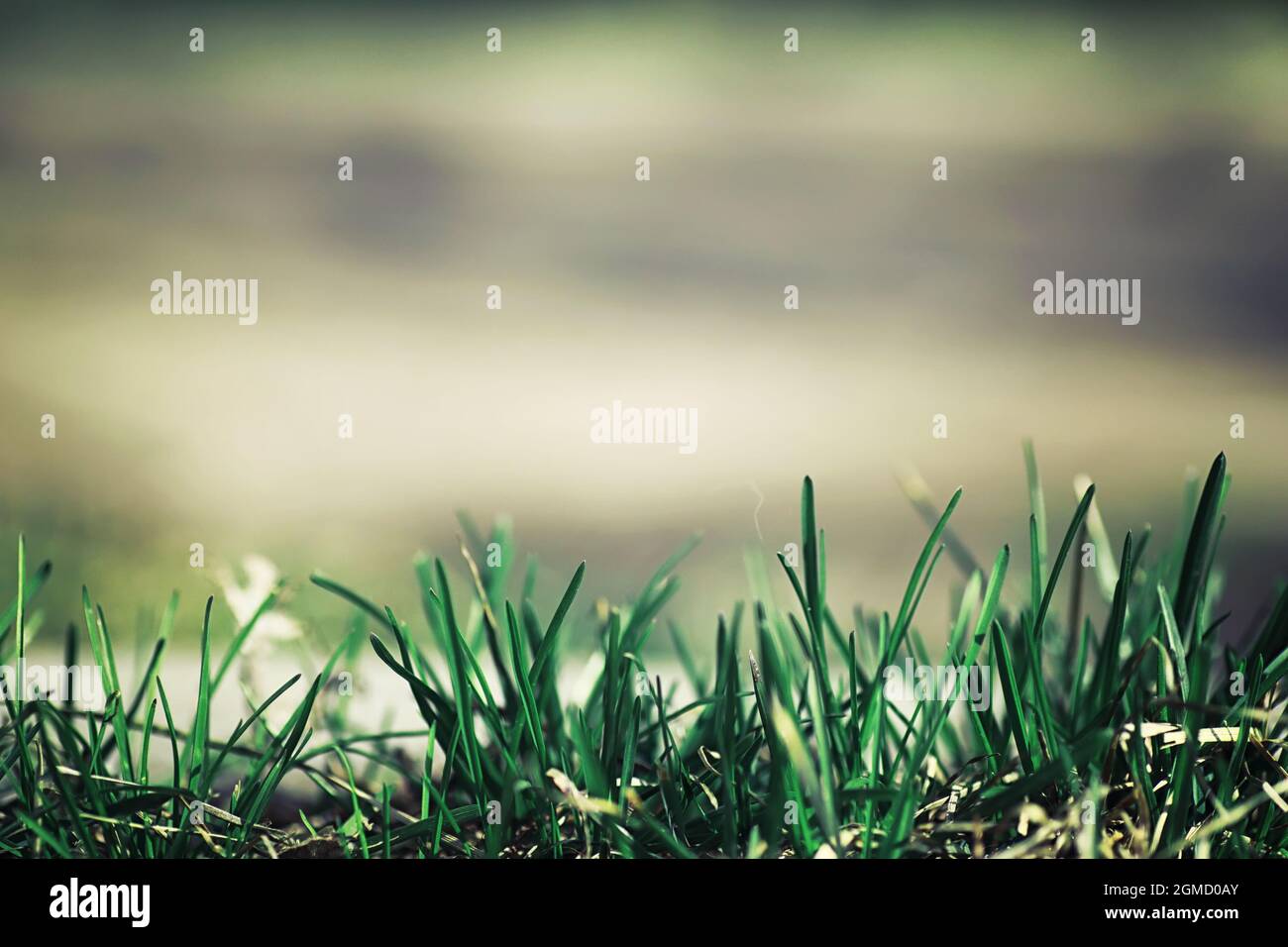 Bright spring greens at dawn in the forest. Nature comes to life in ...