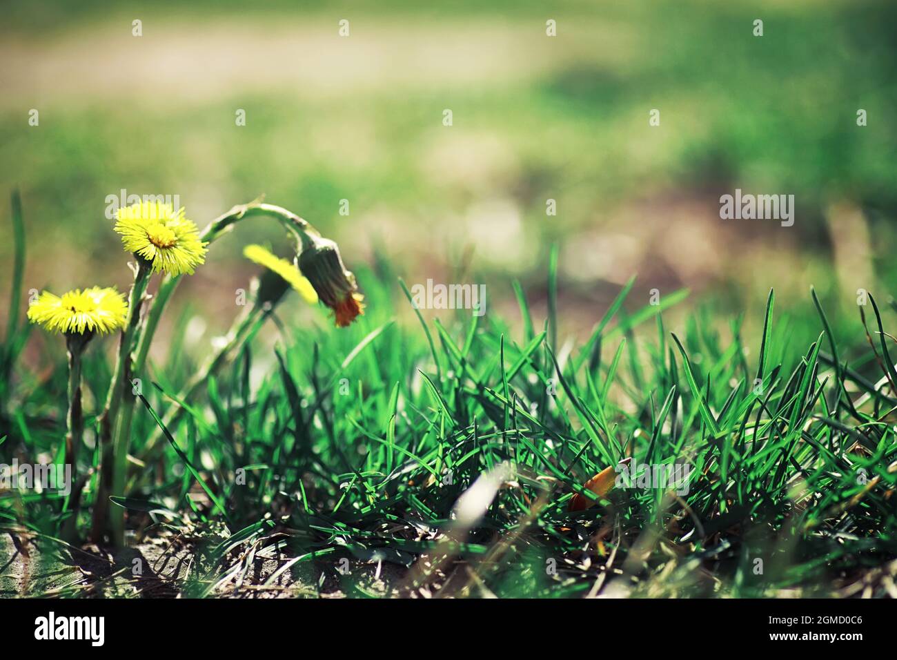 Bright spring greens at dawn in the forest. Nature comes to life in ...