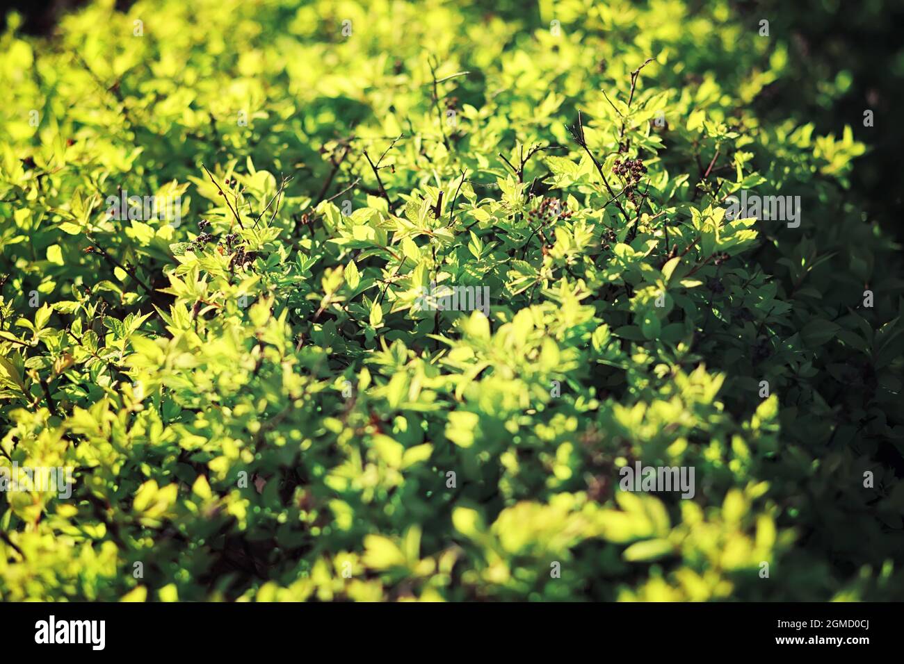 Bright spring greens at dawn in the forest. Nature comes to life in ...