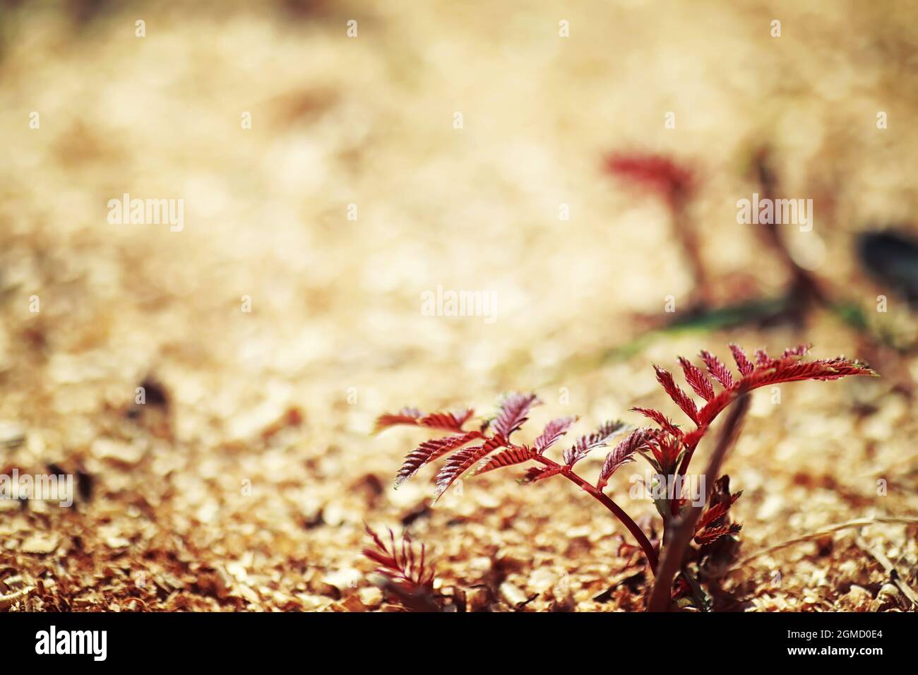 Bright spring greens at dawn in the forest. Nature comes to life in ...