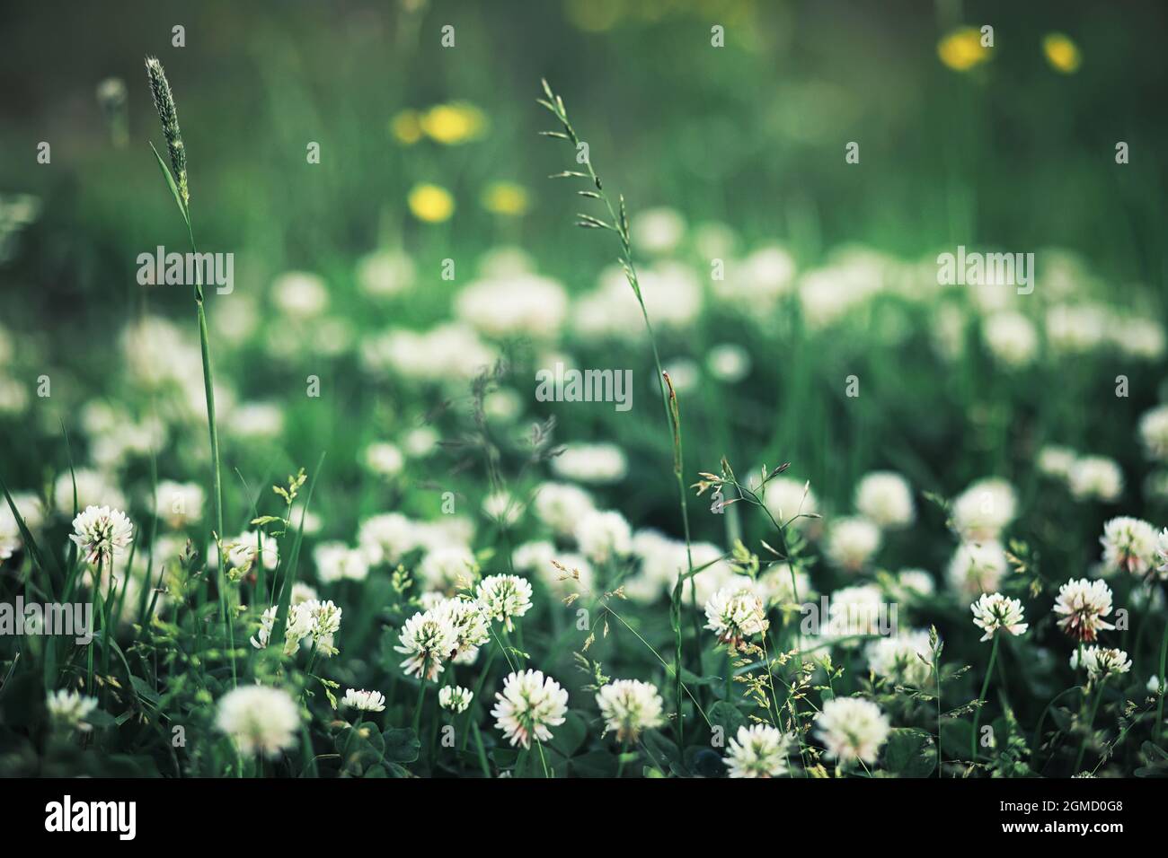 Bright spring greens at dawn in the forest. Nature comes to life in ...