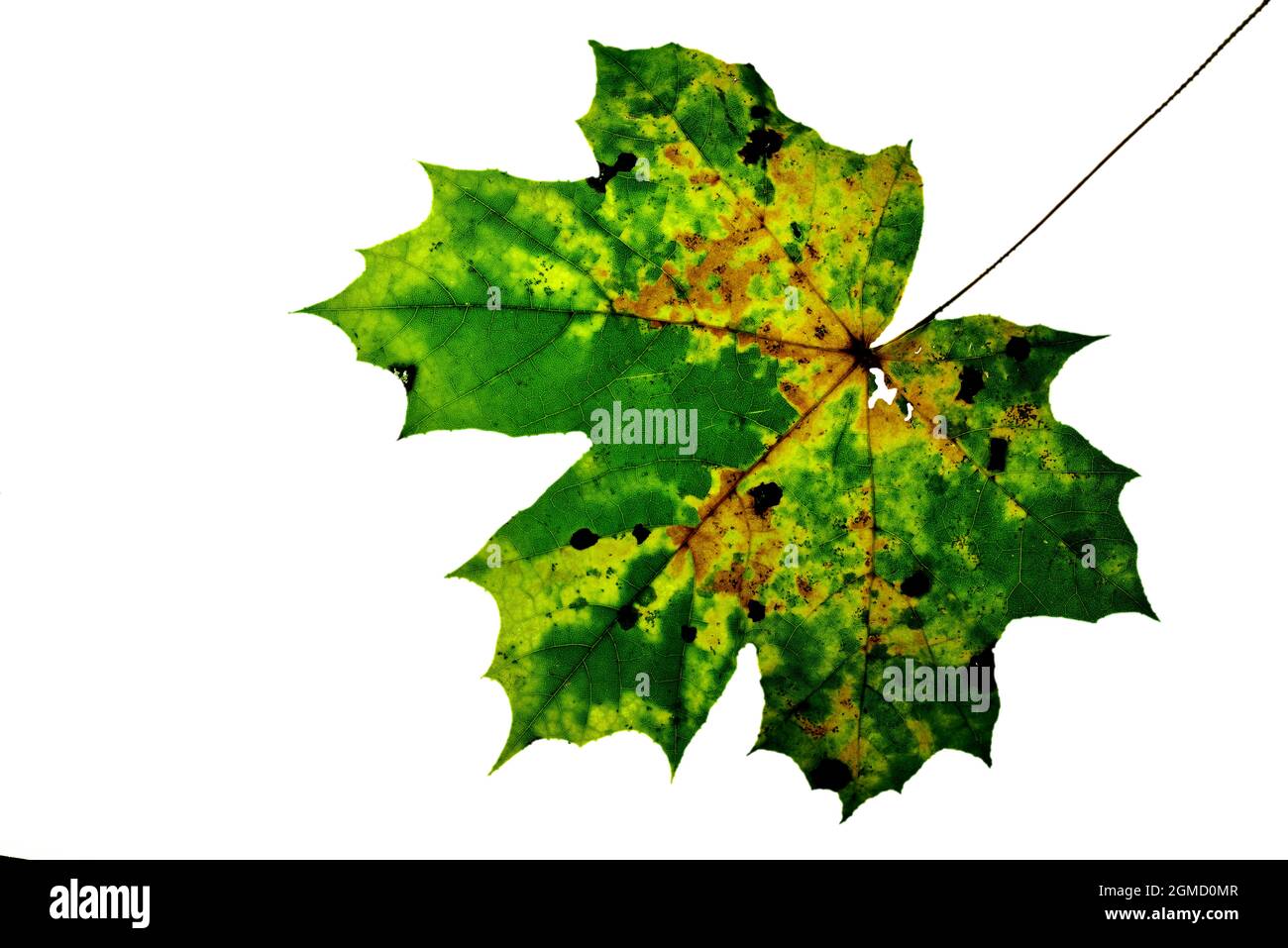 Maple leaf cut out hi-res stock photography and images - Alamy