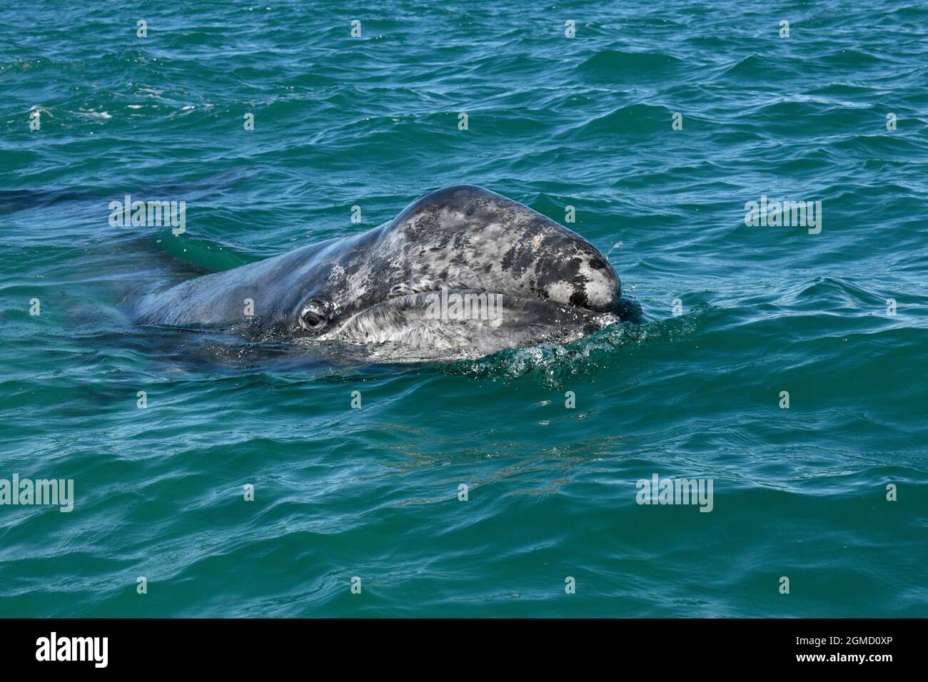 Gray whale mexico hi-res stock photography and images - Alamy