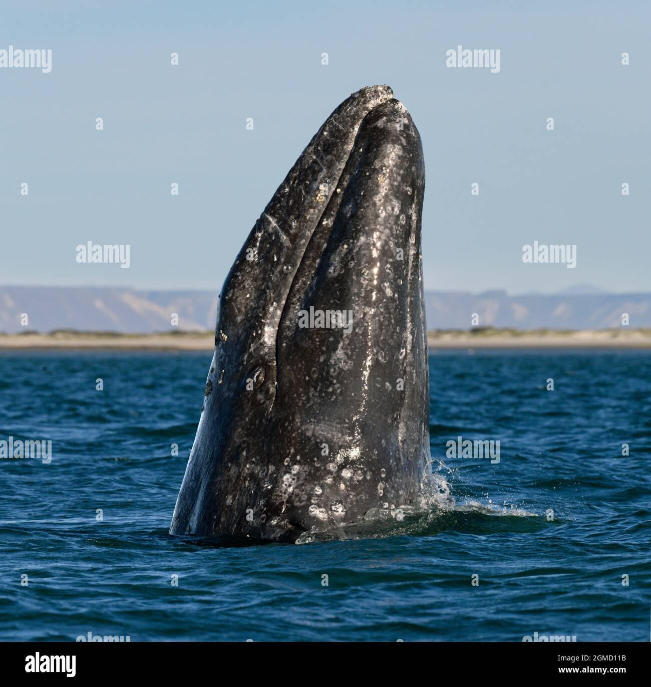 Gray Whale - Eschrichtius robustus Stock Photo - Alamy