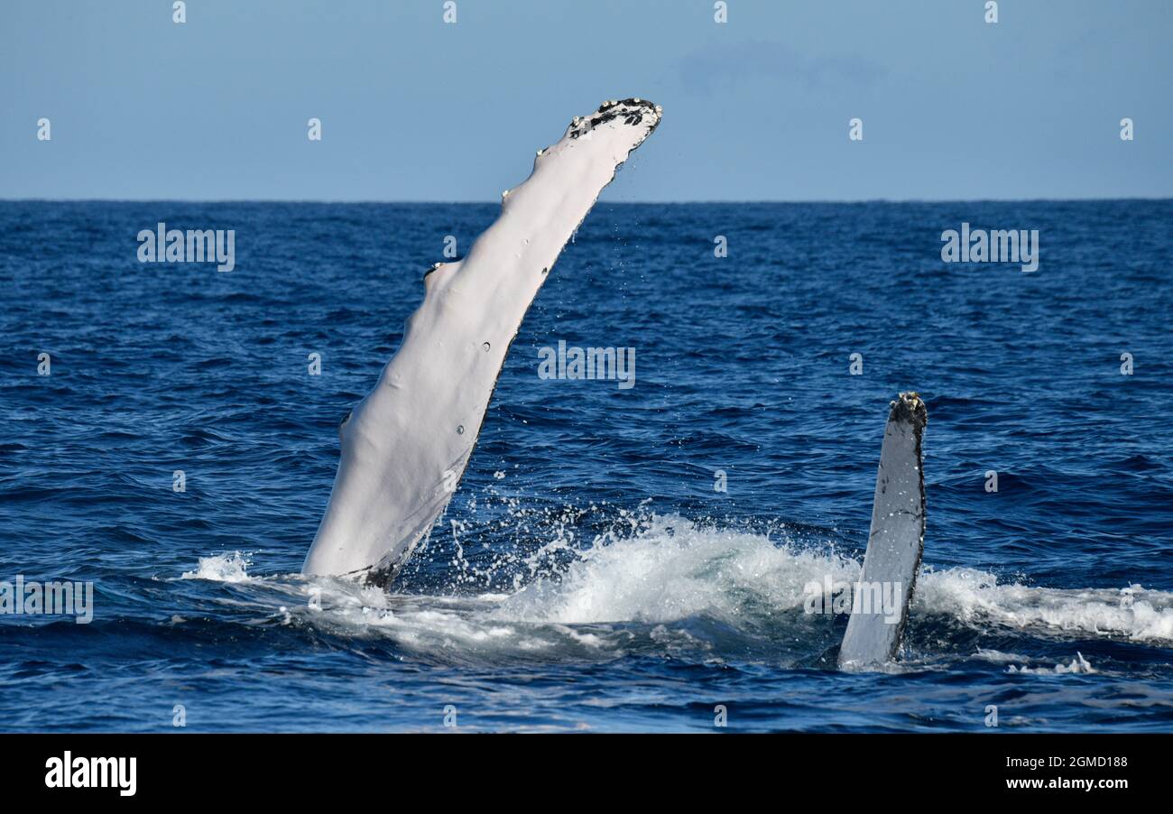 Humpback whale flipper slapping hi-res stock photography and images - Alamy