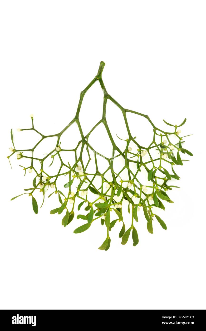 Traditional English mistletoe sprig on white background. Winter plant ...