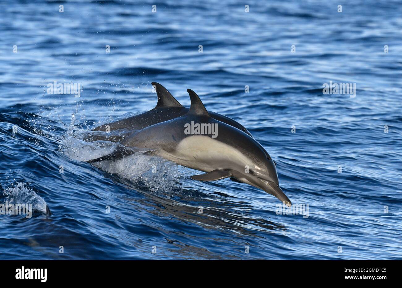 Common Dolphin - Delphinus delphis Stock Photo - Alamy