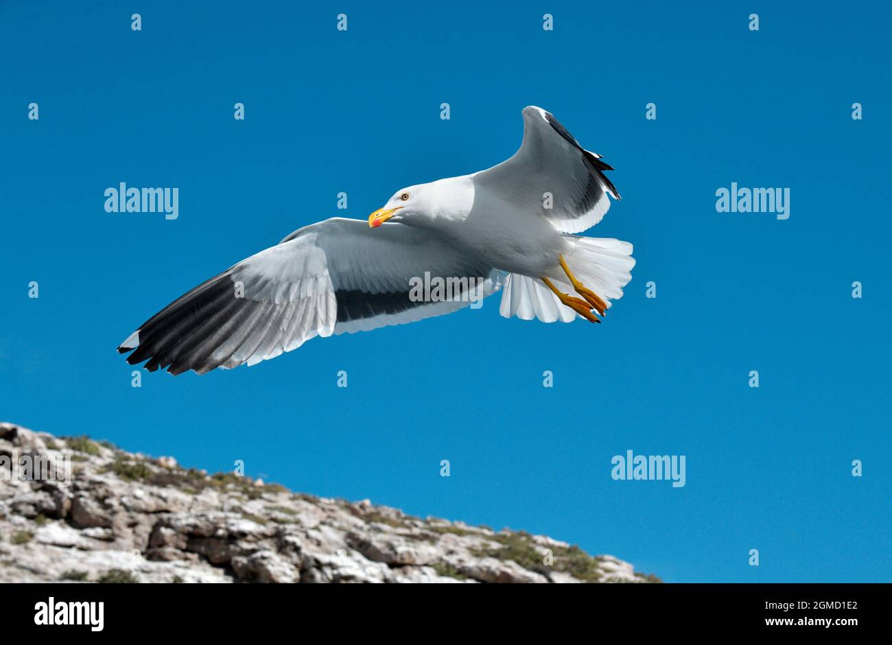 Yellow-footed Gull - Larus livens Stock Photo - Alamy