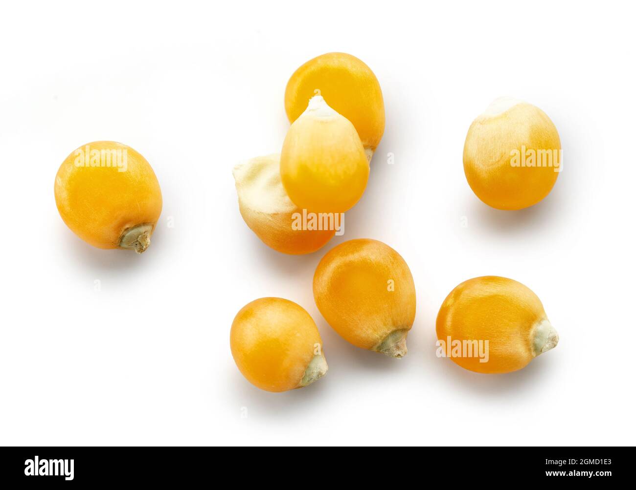 Top corn crop on Cut Out Stock Images & Pictures - Alamy