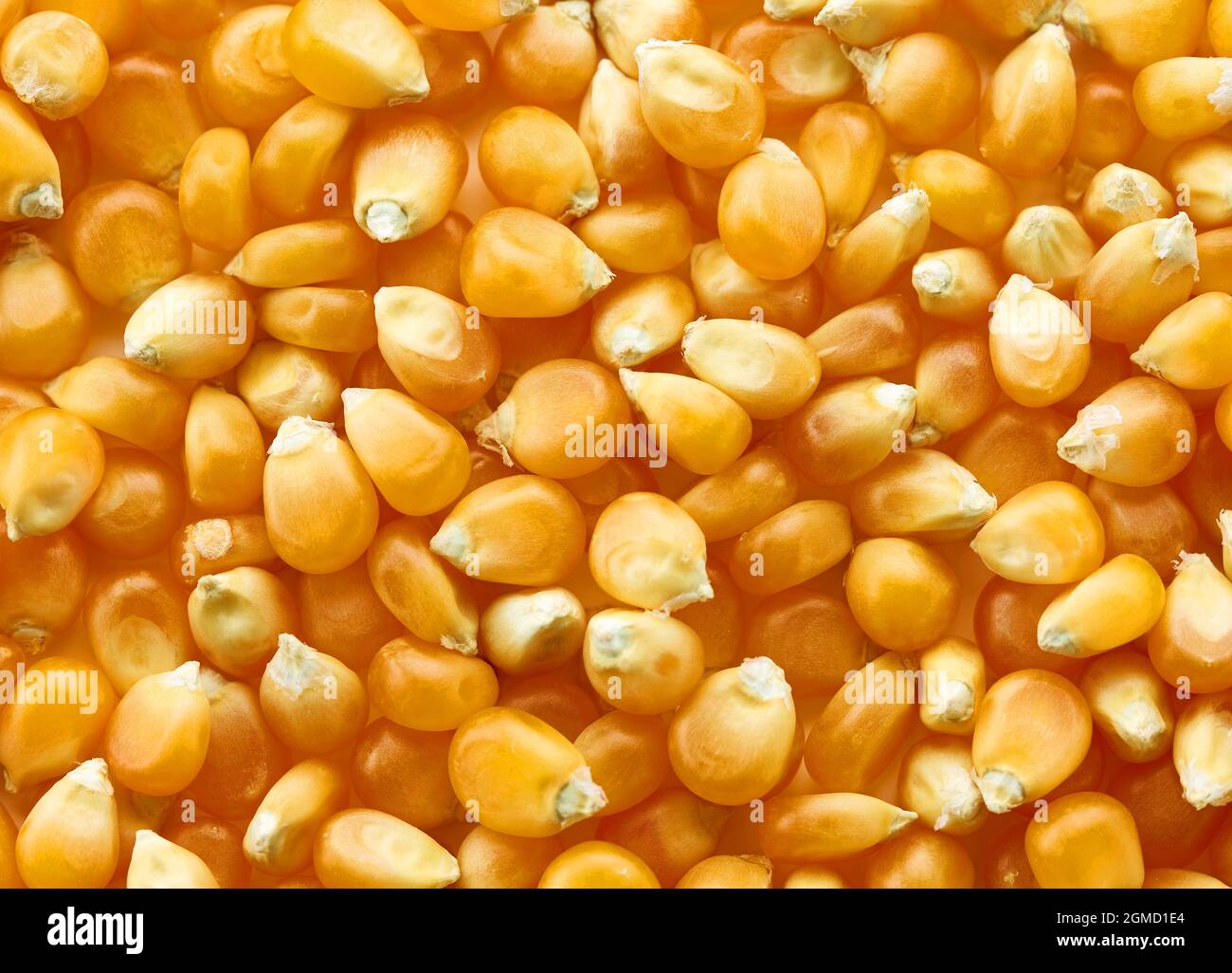 corn grains background, top view Stock Photo - Alamy