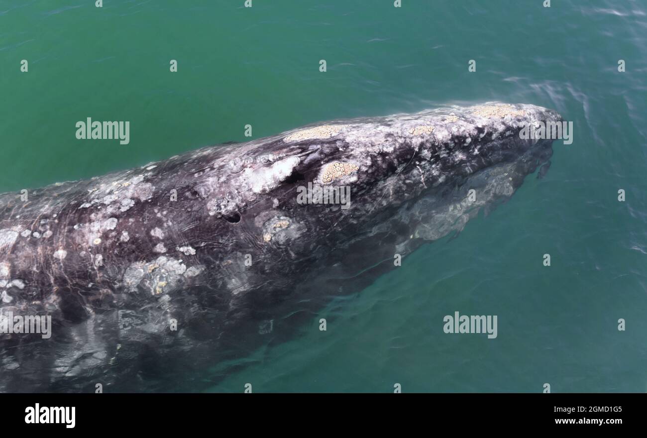 Gray Whale - Eschrichtius robustus Stock Photo - Alamy