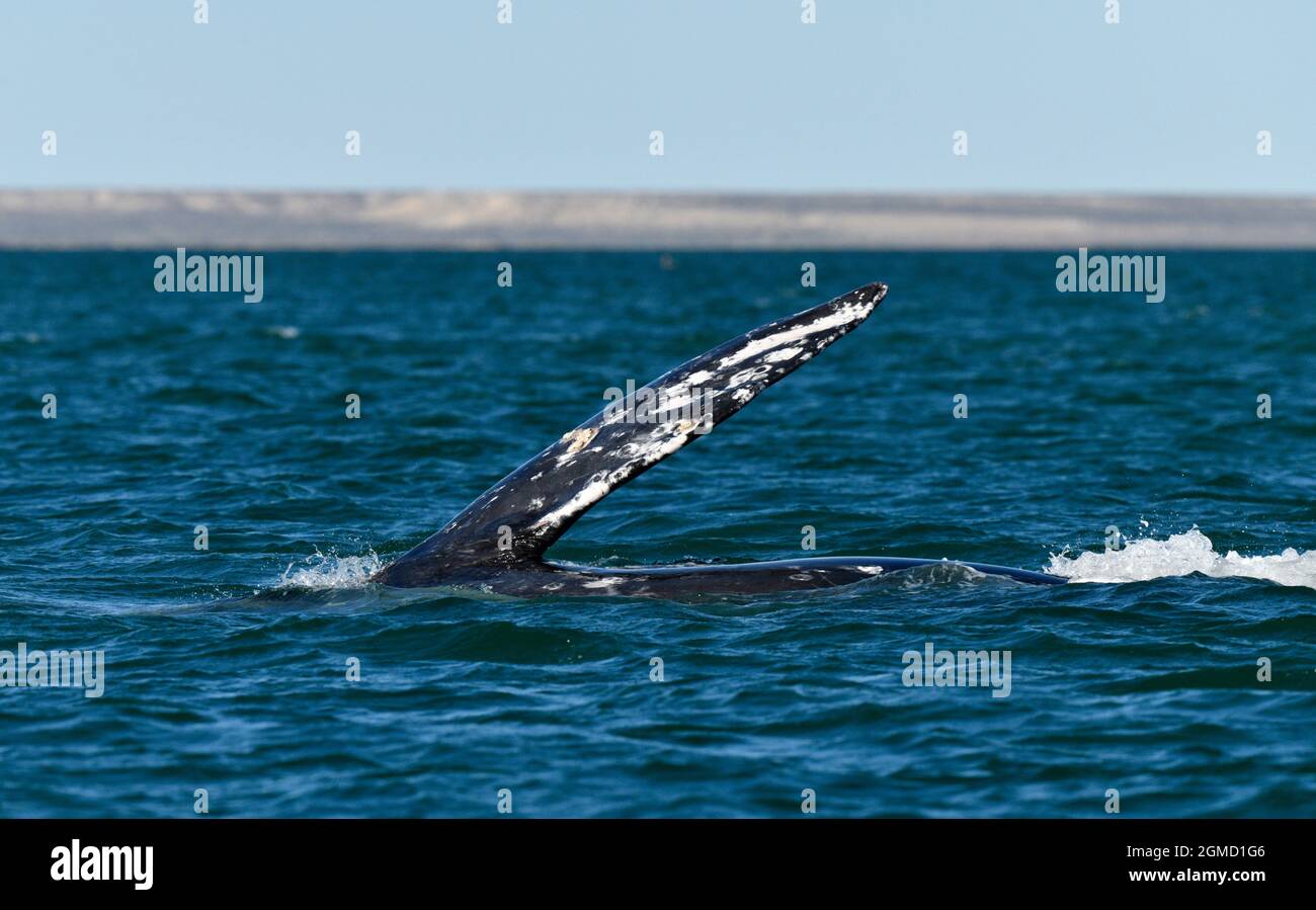 Gray Whale - Eschrichtius robustus Stock Photo - Alamy