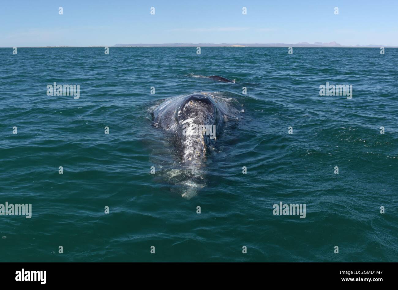 Gray Whale - Eschrichtius robustus Stock Photo - Alamy
