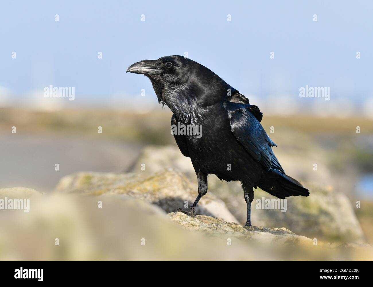 Raven largest crow hi-res stock photography and images - Alamy