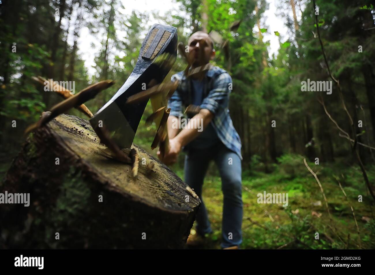 Male worker with ax chopping a tree in the forest Stock Photo - Alamy