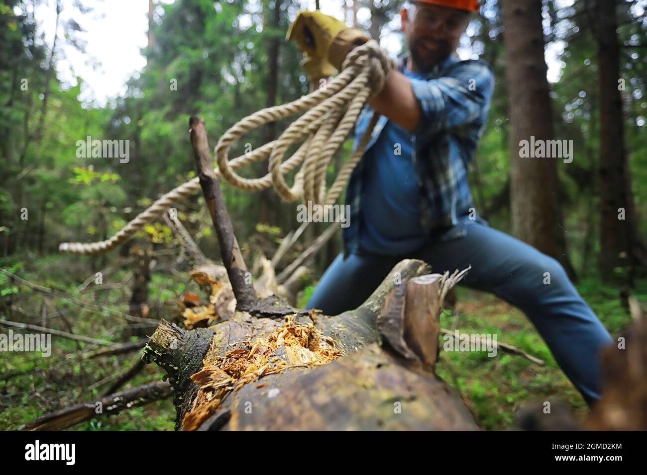 Male worker with ax chopping a tree in the forest Stock Photo - Alamy