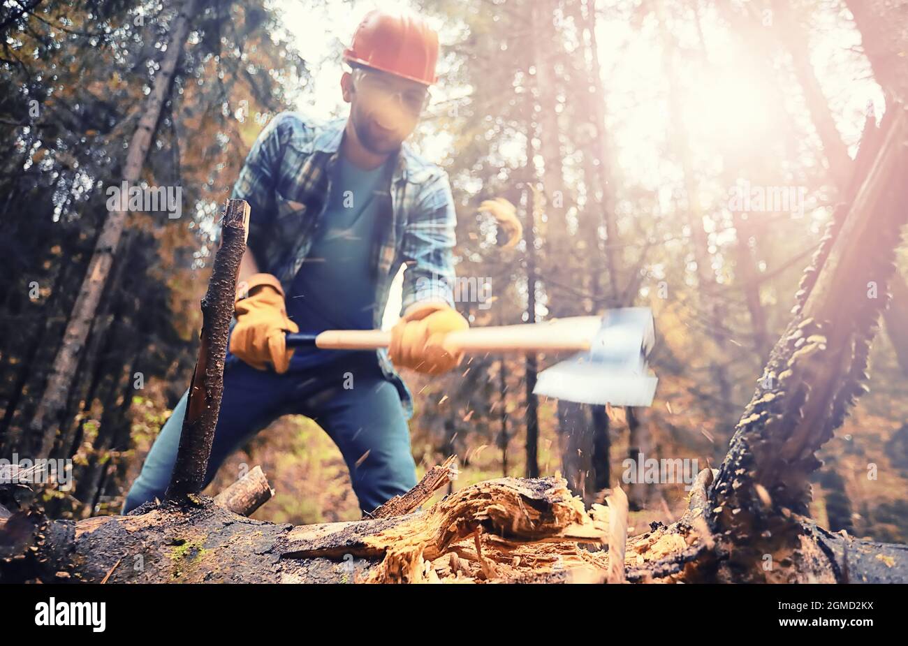 Male worker with ax chopping a tree in the forest Stock Photo - Alamy