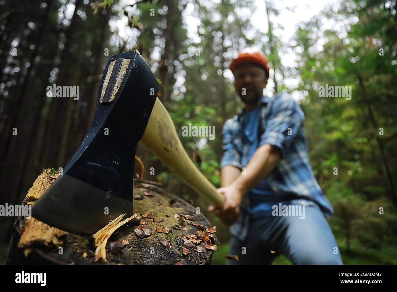 Male worker with ax chopping a tree in the forest Stock Photo - Alamy