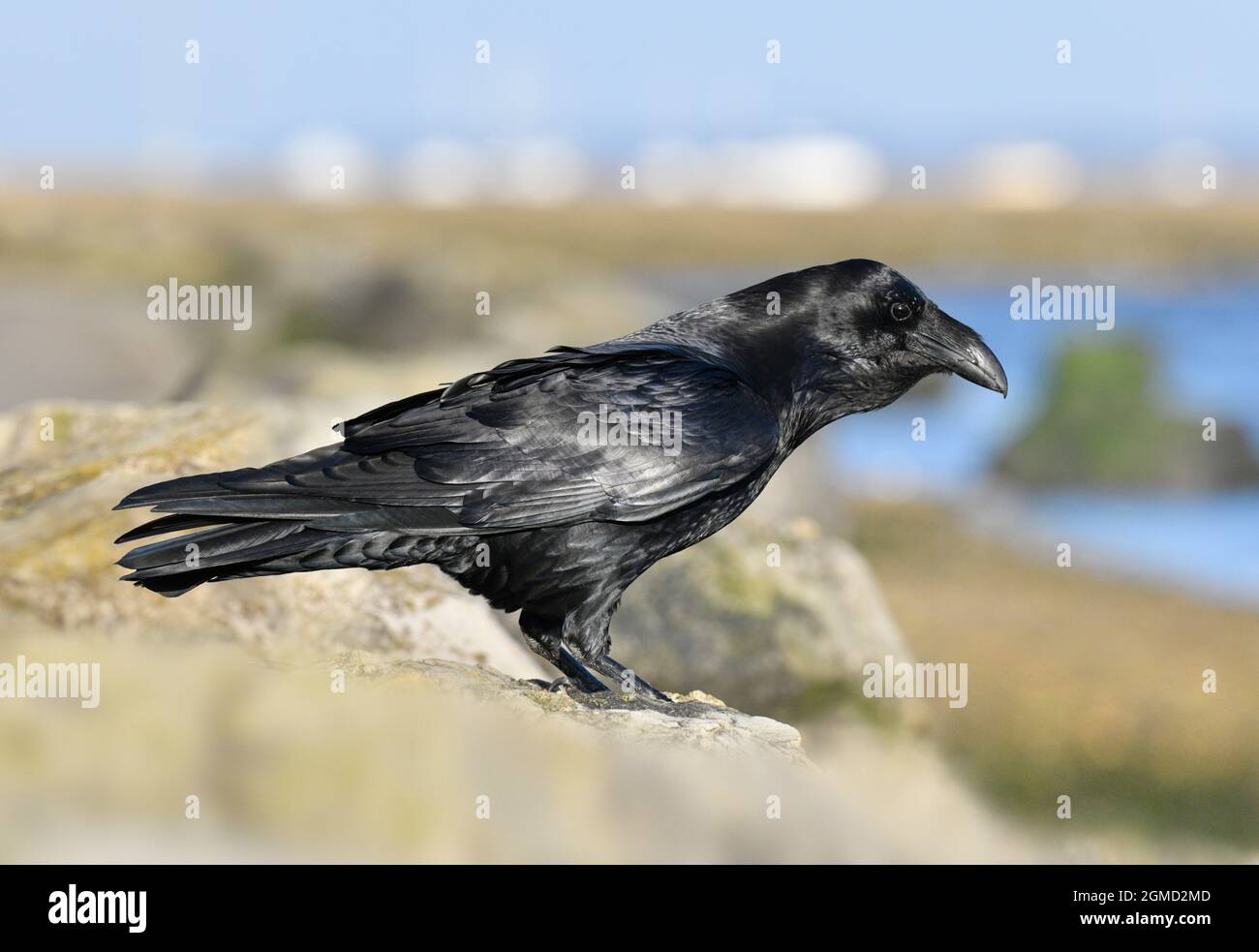 Raven largest crow hi-res stock photography and images - Alamy