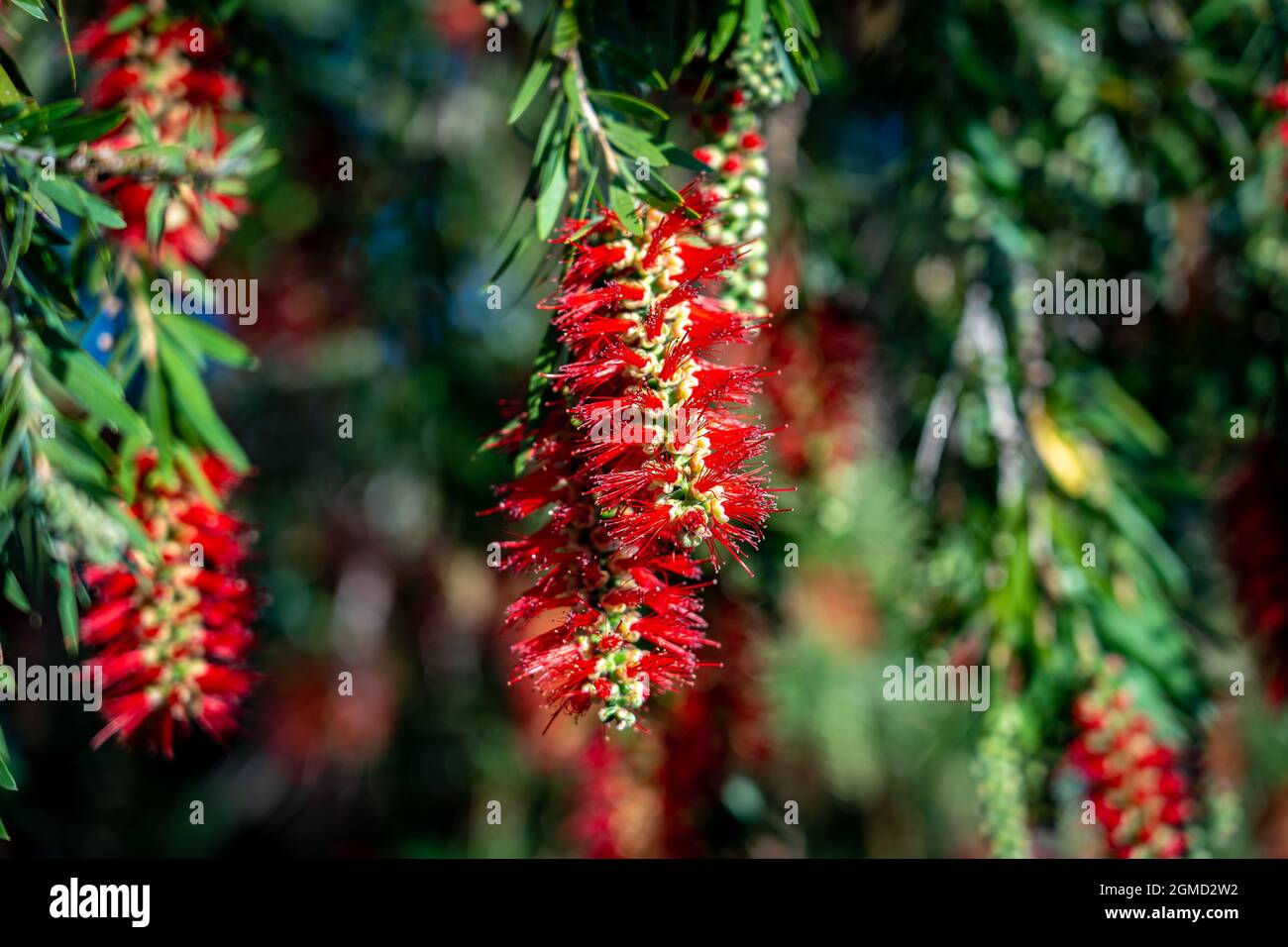 Queensland bottle tree bottle tree hi-res stock photography and images ...