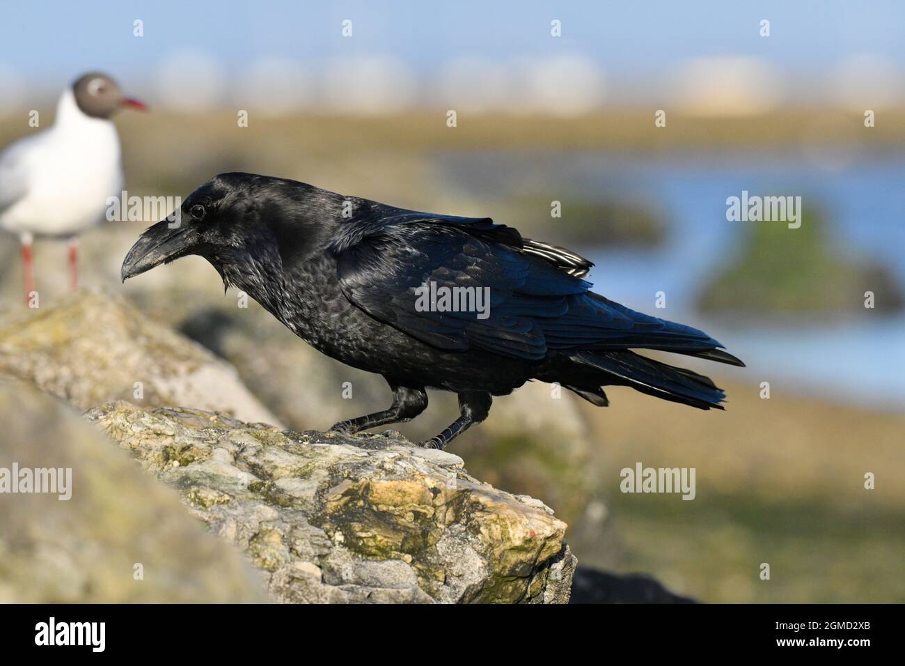 Raven - Corvus corax Stock Photo - Alamy