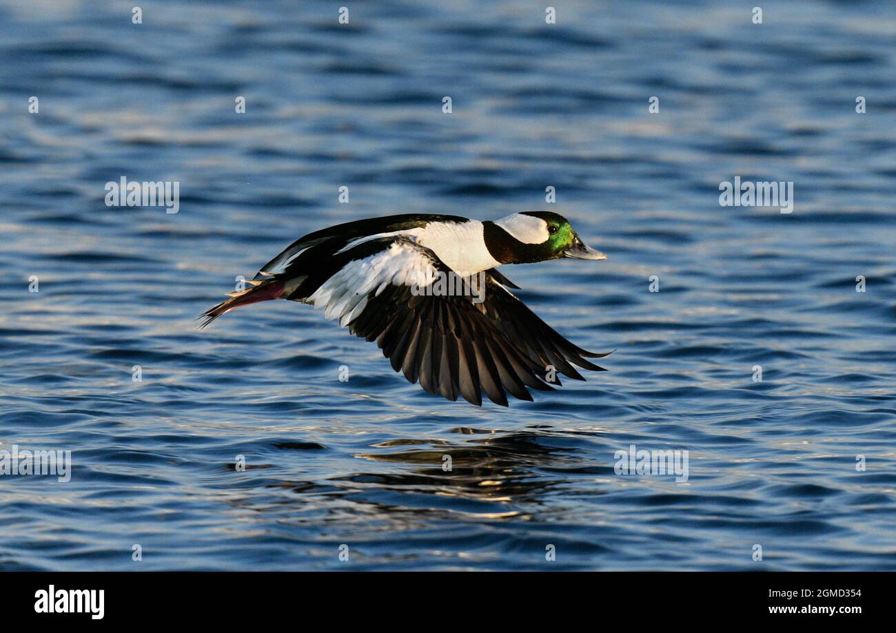 Bucephala albeola hi-res stock photography and images - Alamy