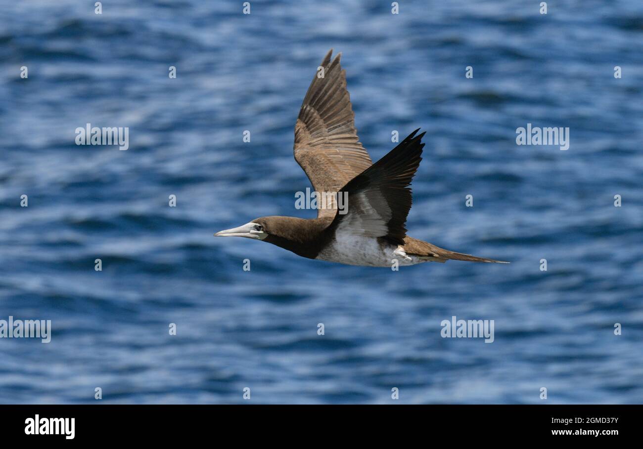 Sula leucogaster hi-res stock photography and images - Alamy