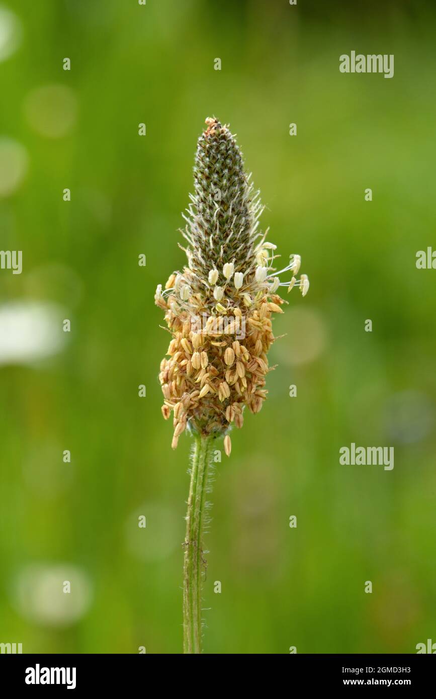 Ribwort Plantain - Plantago lanceolata Stock Photo - Alamy
