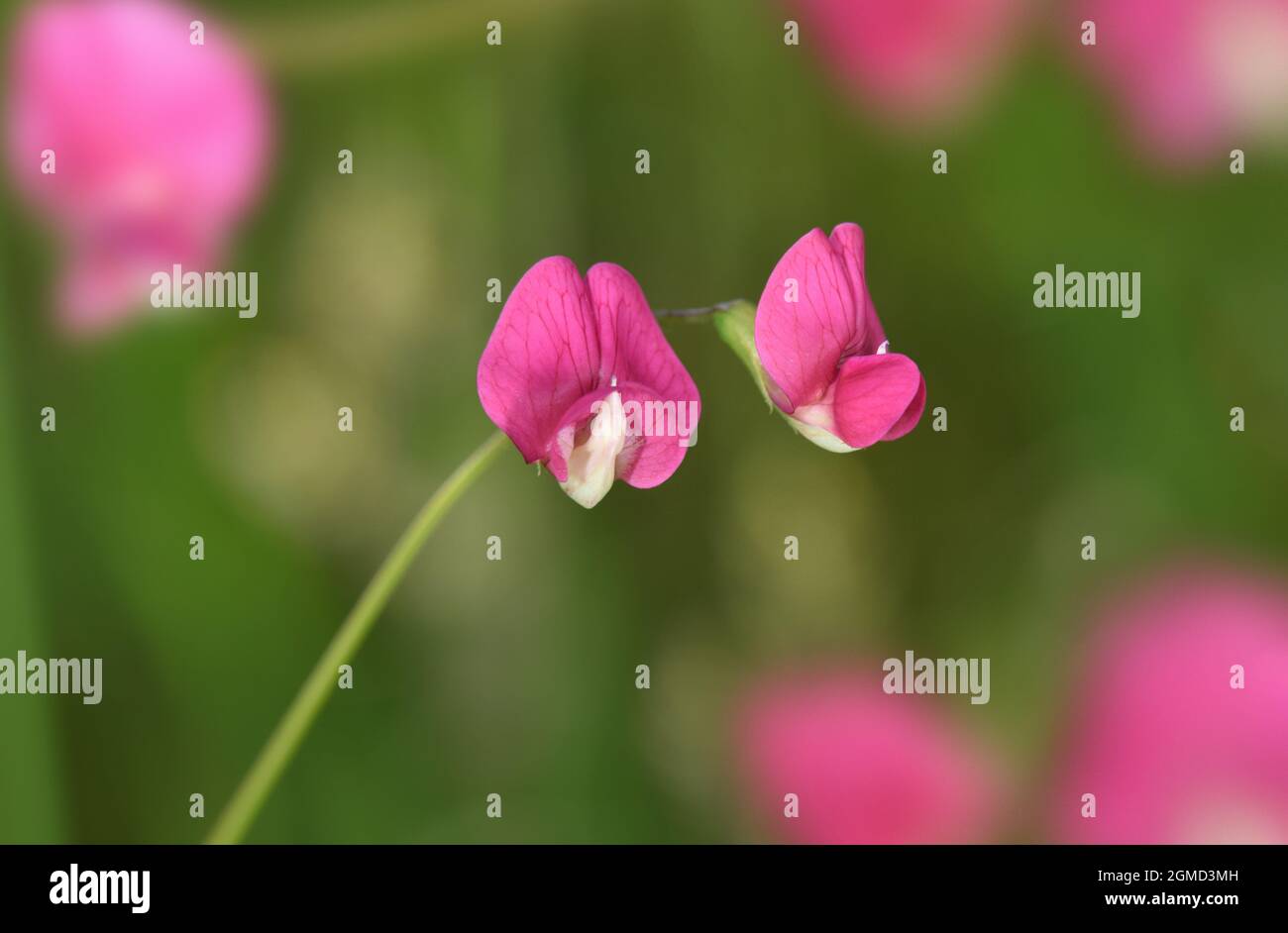 Grass Vetchling - Lathyrus nissolia Stock Photo - Alamy