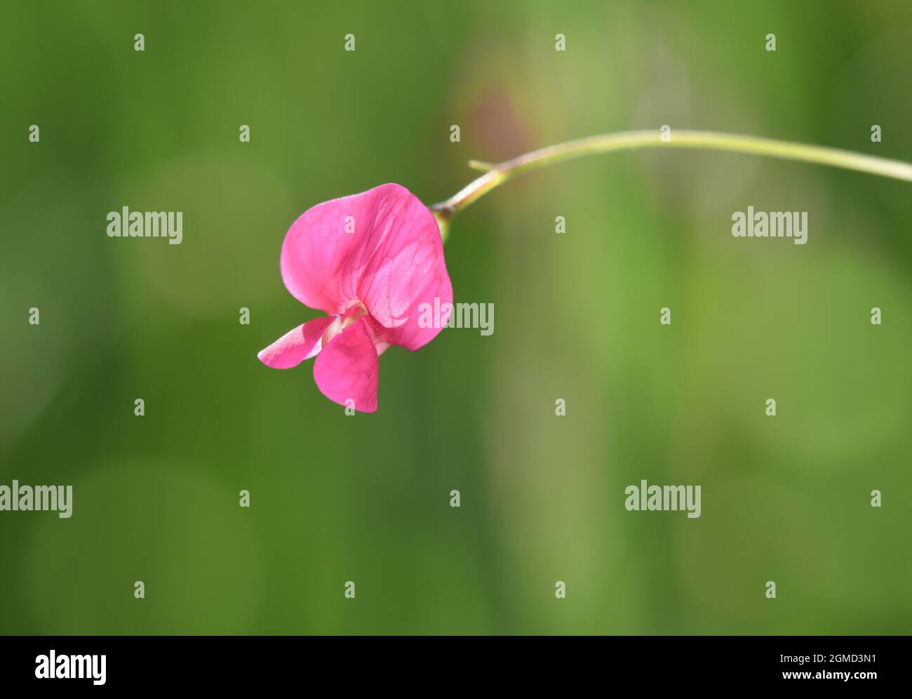 Grass Vetchling - Lathyrus nissolia Stock Photo - Alamy