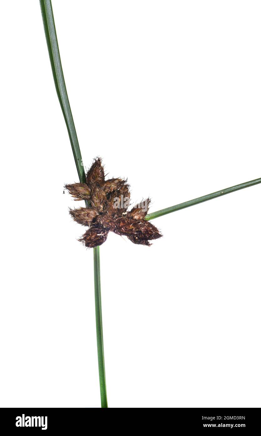 Club rush Cut Out Stock Images & Pictures - Alamy