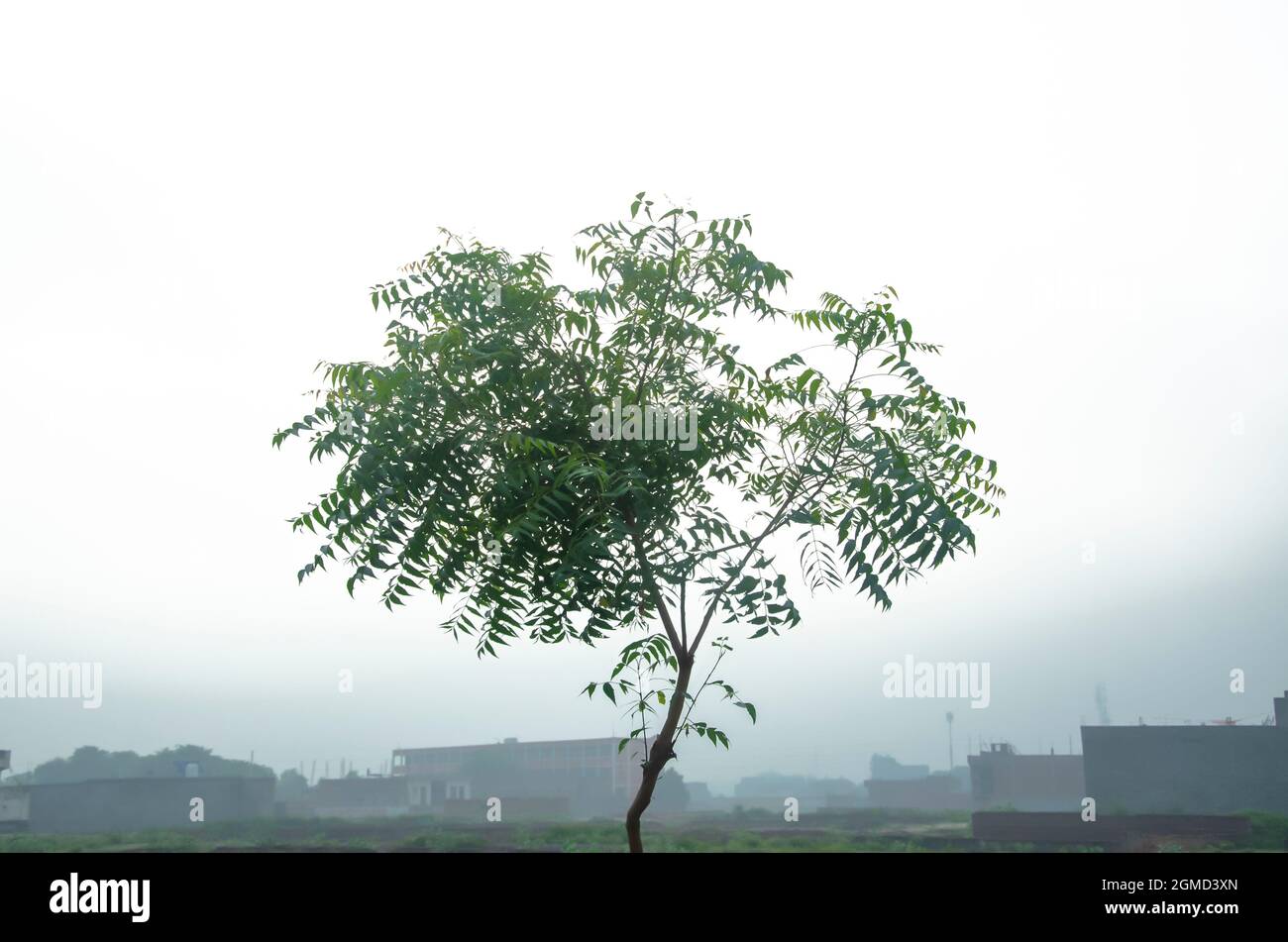 Neem background hi-res stock photography and images - Alamy