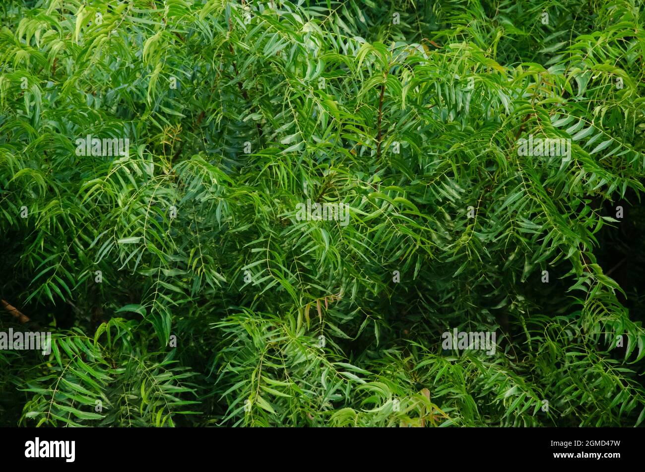 Neem plant hi-res stock photography and images - Alamy