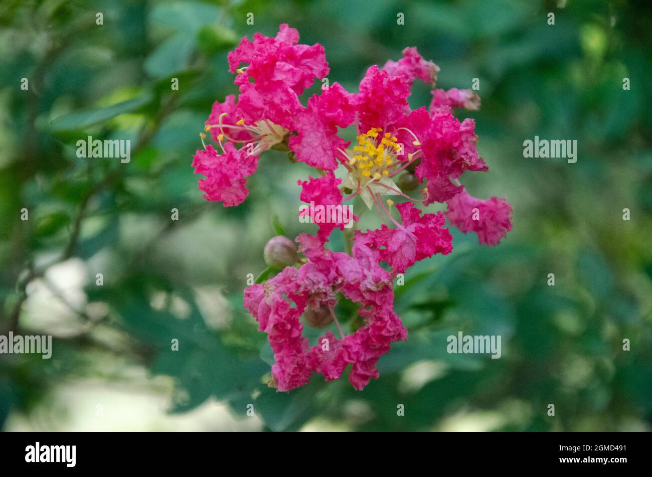 Indian tree with yellow flowers hi-res stock photography and images - Alamy