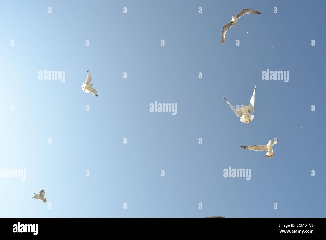 Under wing view of Seagulls - Friendly Seagull Flying Stock Photo - Alamy