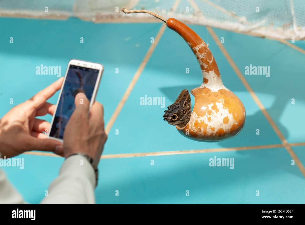 Man taking photo of Morpho Peleides butterfly eating nectar of rotten ...