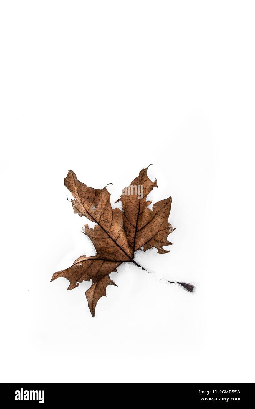 View snowy forest snow Cut Out Stock Images & Pictures - Alamy