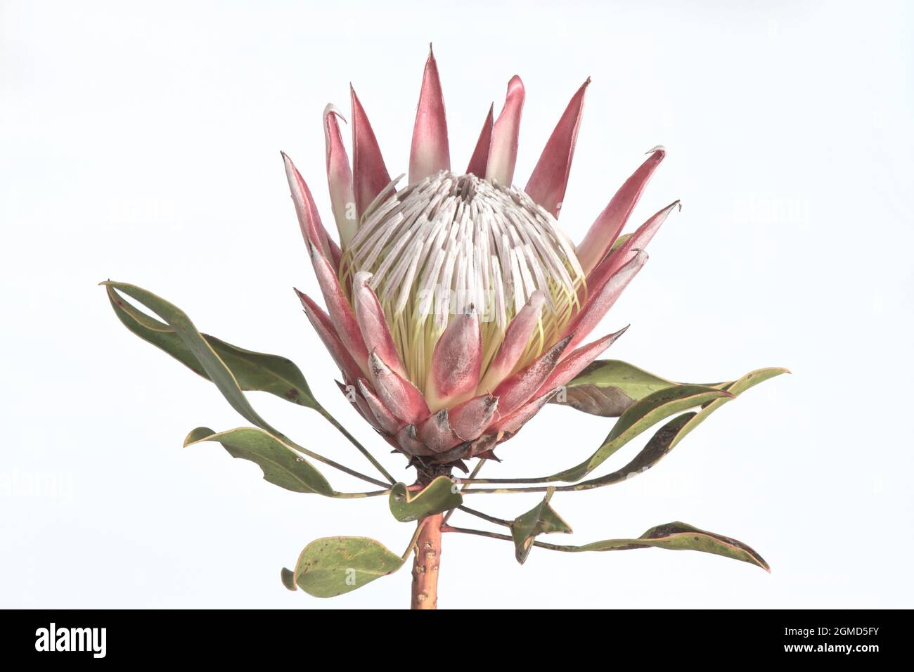 Single pink protea on white backgrounf Stock Photo - Alamy