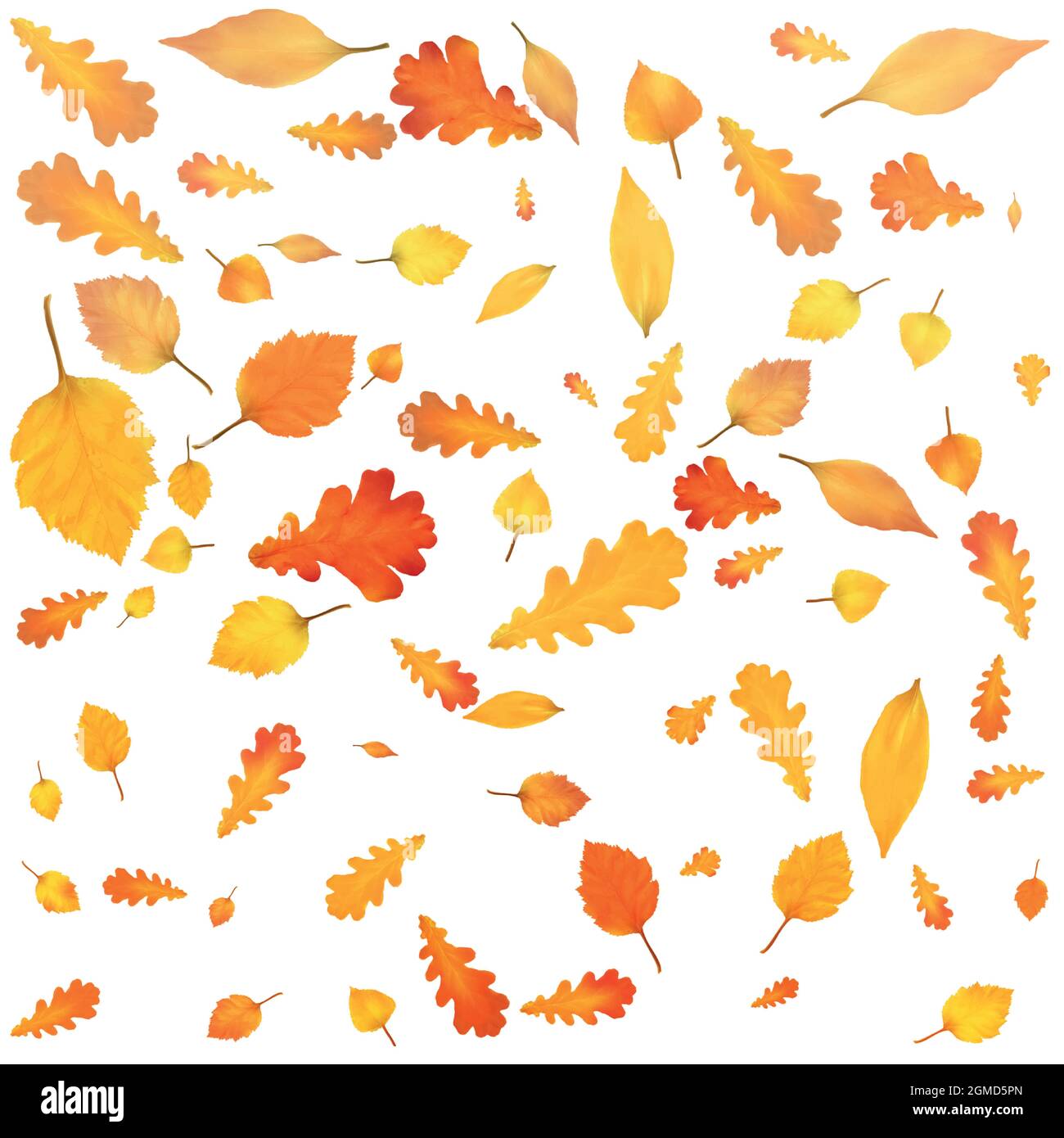 Gold Autumn background. Golden maple and oak leaves. Vector Stock ...