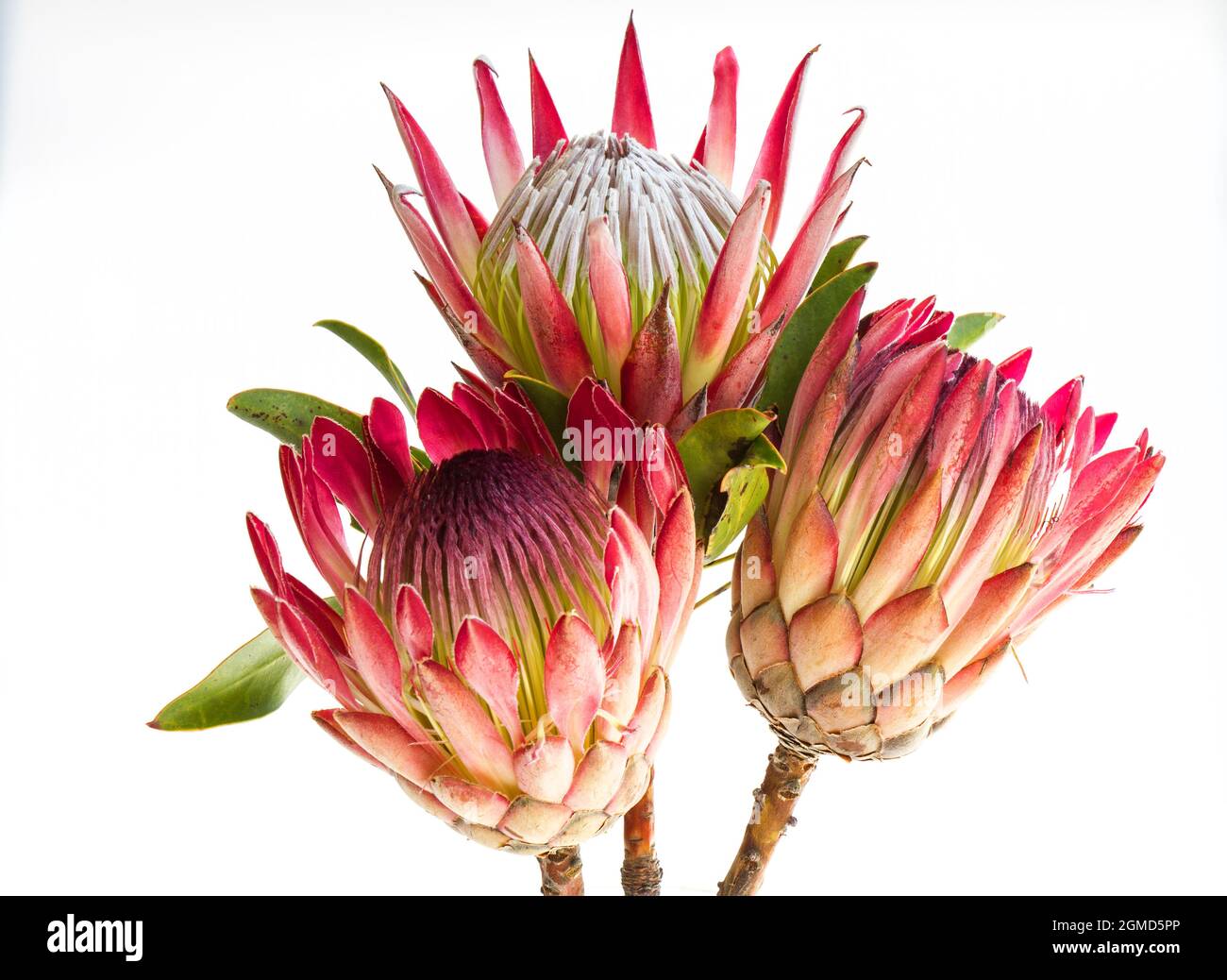 Three pink proteas on white background Stock Photo - Alamy