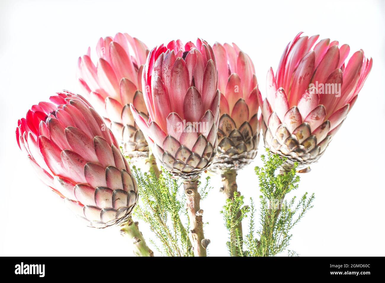 Proteas hi-res stock photography and images - Alamy