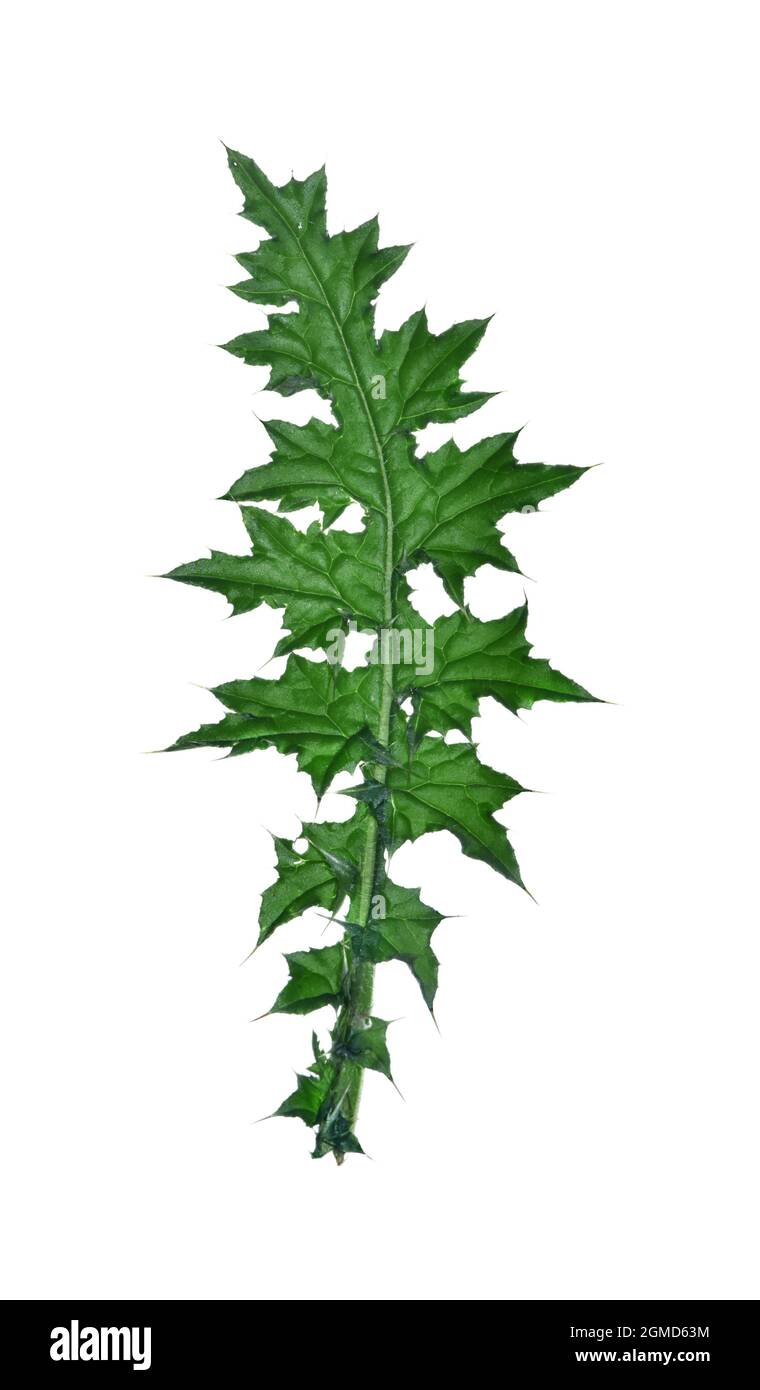 Welted thistle Cut Out Stock Images & Pictures - Alamy