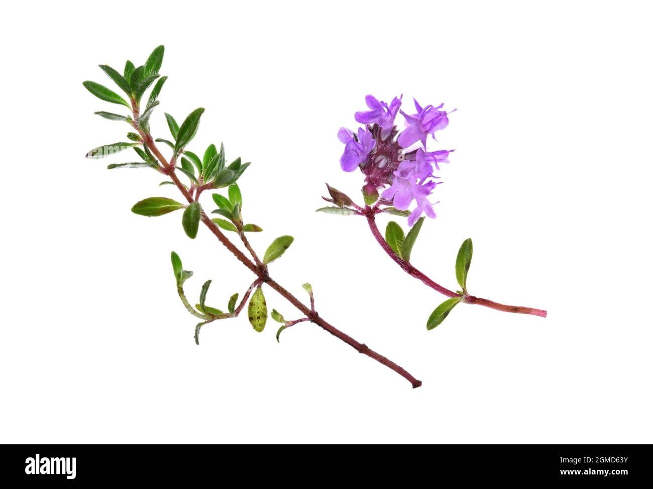 Wild Thyme - Thymus polytrichus Stock Photo - Alamy