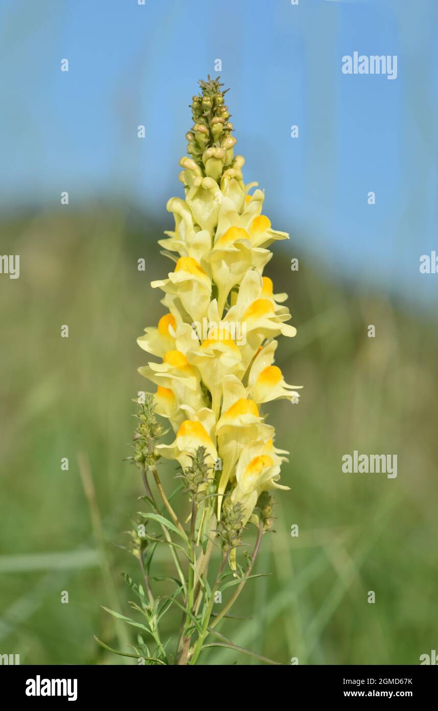 Common Toadflax - Linaria vulgaris Stock Photo - Alamy