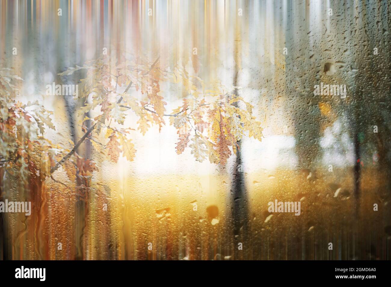 Background autumn rain in the park during the day Stock Photo - Alamy