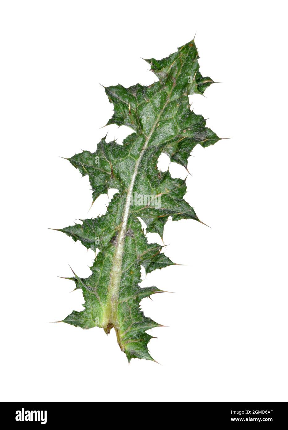 Slender thistle Cut Out Stock Images & Pictures - Alamy