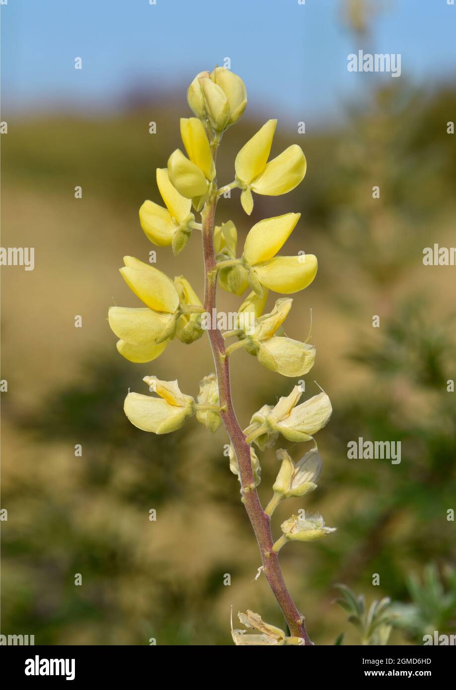 Tree Lupin High Resolution Stock Photography and Images - Alamy